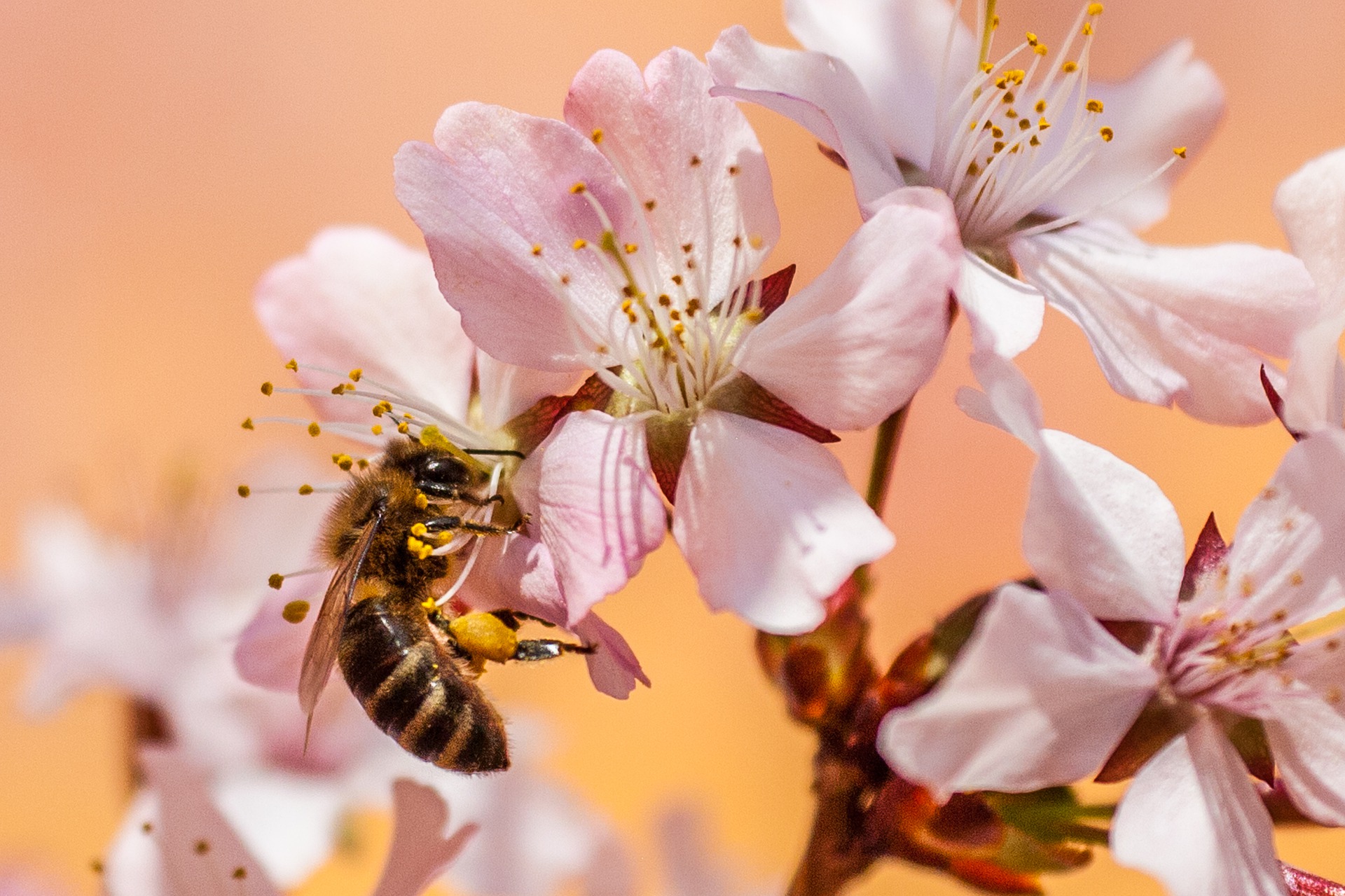 Para que é que as abelhas utilizam o Pólen? - BeePolen