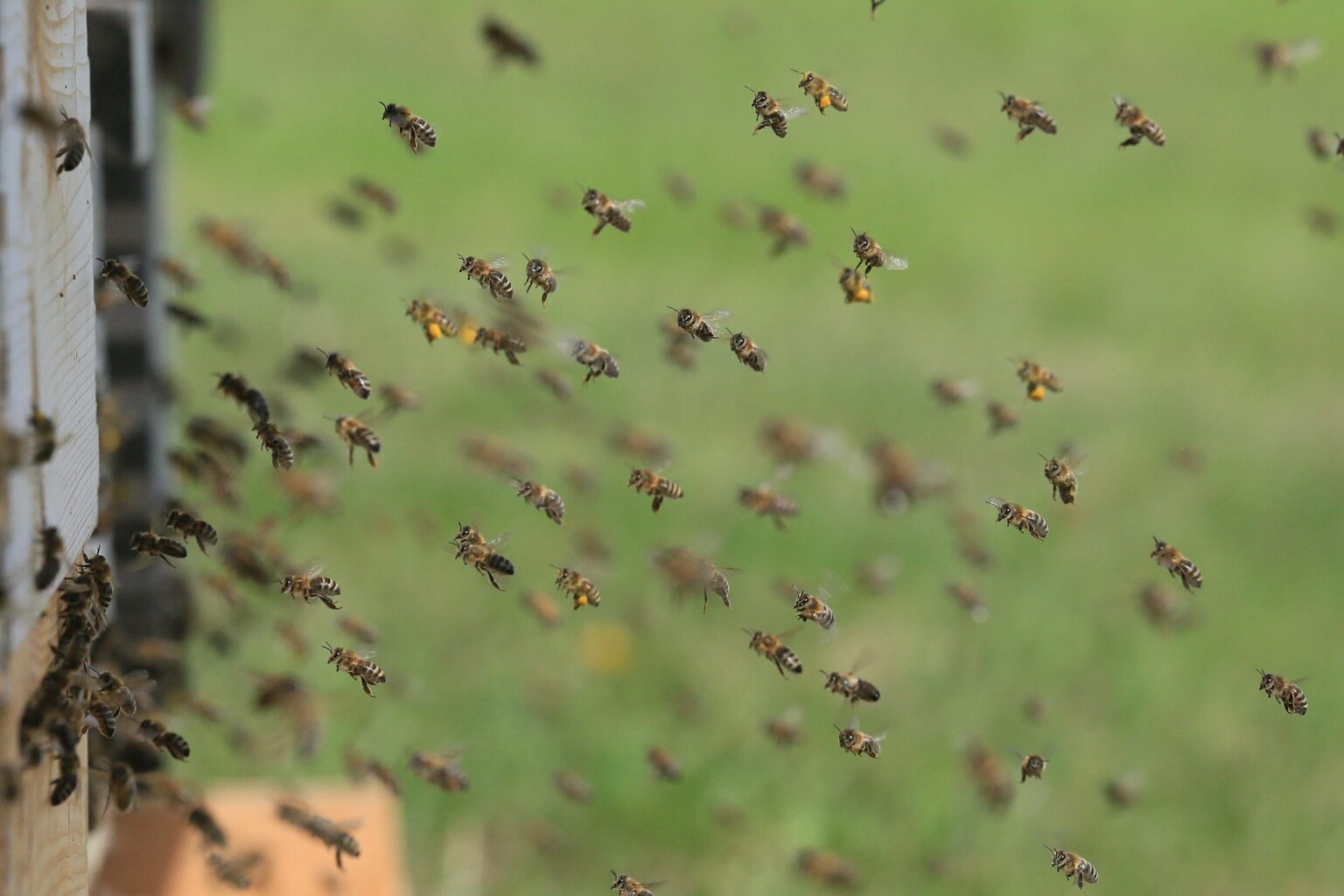 Para que é que as abelhas utilizam o Pólen? - BeePolen