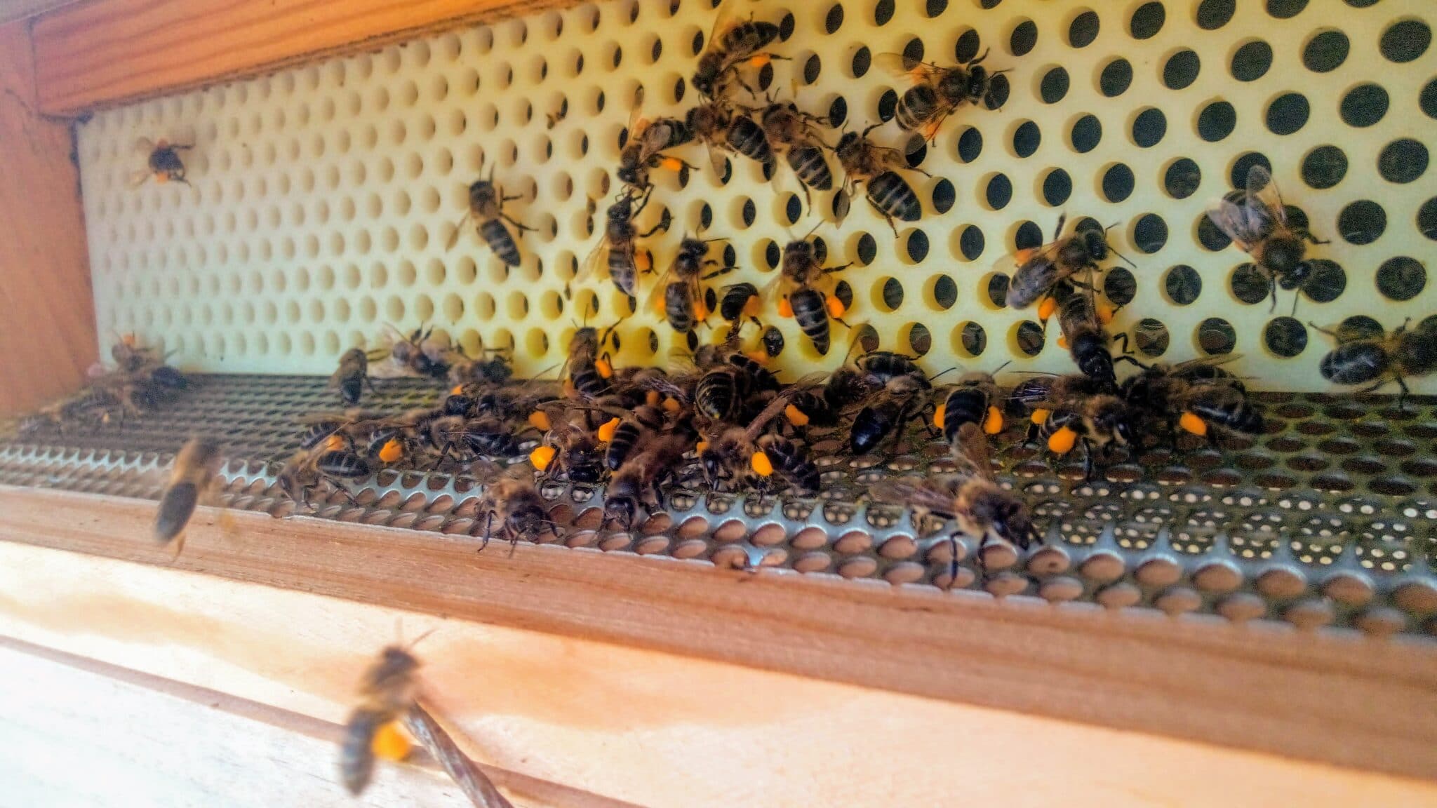 Do Pólen de Flores ao Pólen de Abelha - BeePolen